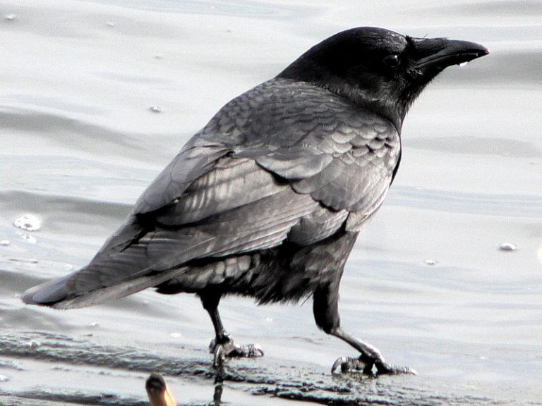 THE AMERICAN CROW: LIFE OF AN OPPORTUNIST – BIOL420 @UNBC – Animal ...