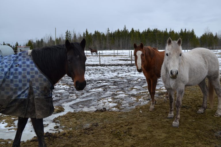 Intervention: the Addicts of the Animal Kingdom – BIOL420 @UNBC ...