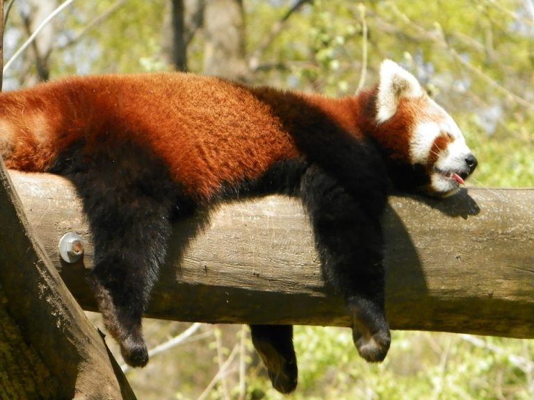 The not so red, and not so panda, red panda – BIOL420 @UNBC – Animal ...