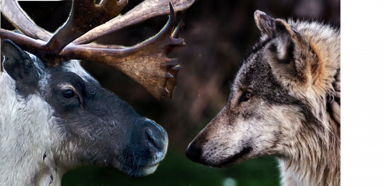 Predators, Prey and People: How Humans Effect the Trophic Cascade ...