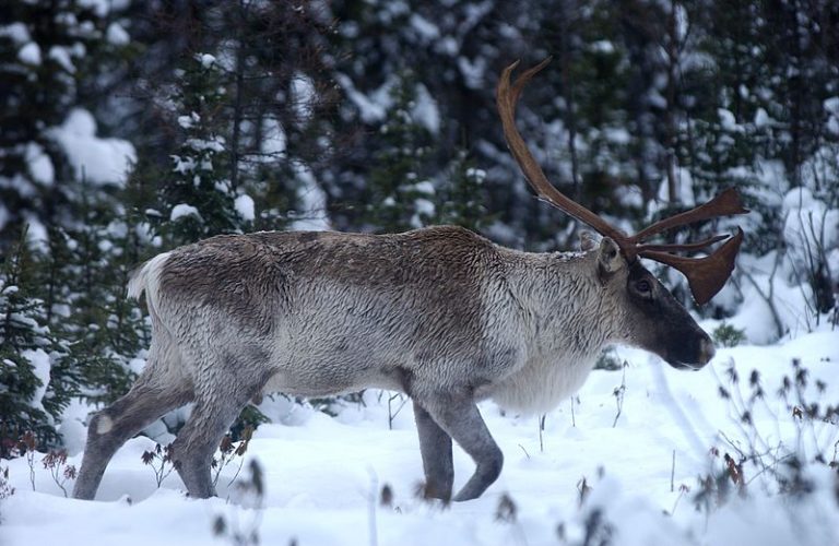 Woodland Caribou Doomed by Smart Moose and Lazy Wolves? – BIOL420 @UNBC ...