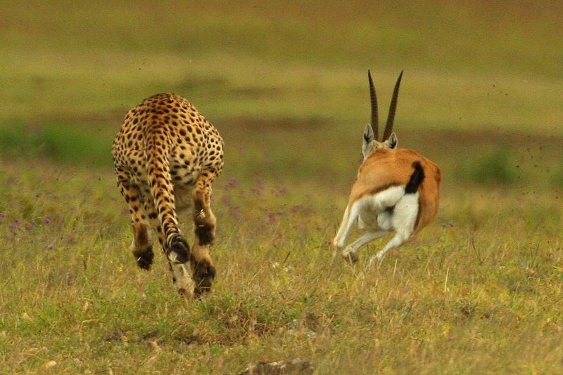 The Negative Impacts Of Wildlife Tourism On Cheetahs BIOL420 UNBC The Negative Impacts Of Wildlife Tourism On Cheetahs BIOL420 UNBC